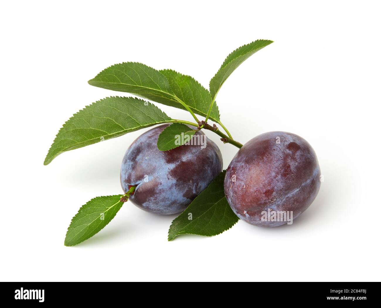 Farm plums with leaves isolated on white Stock Photo - Alamy