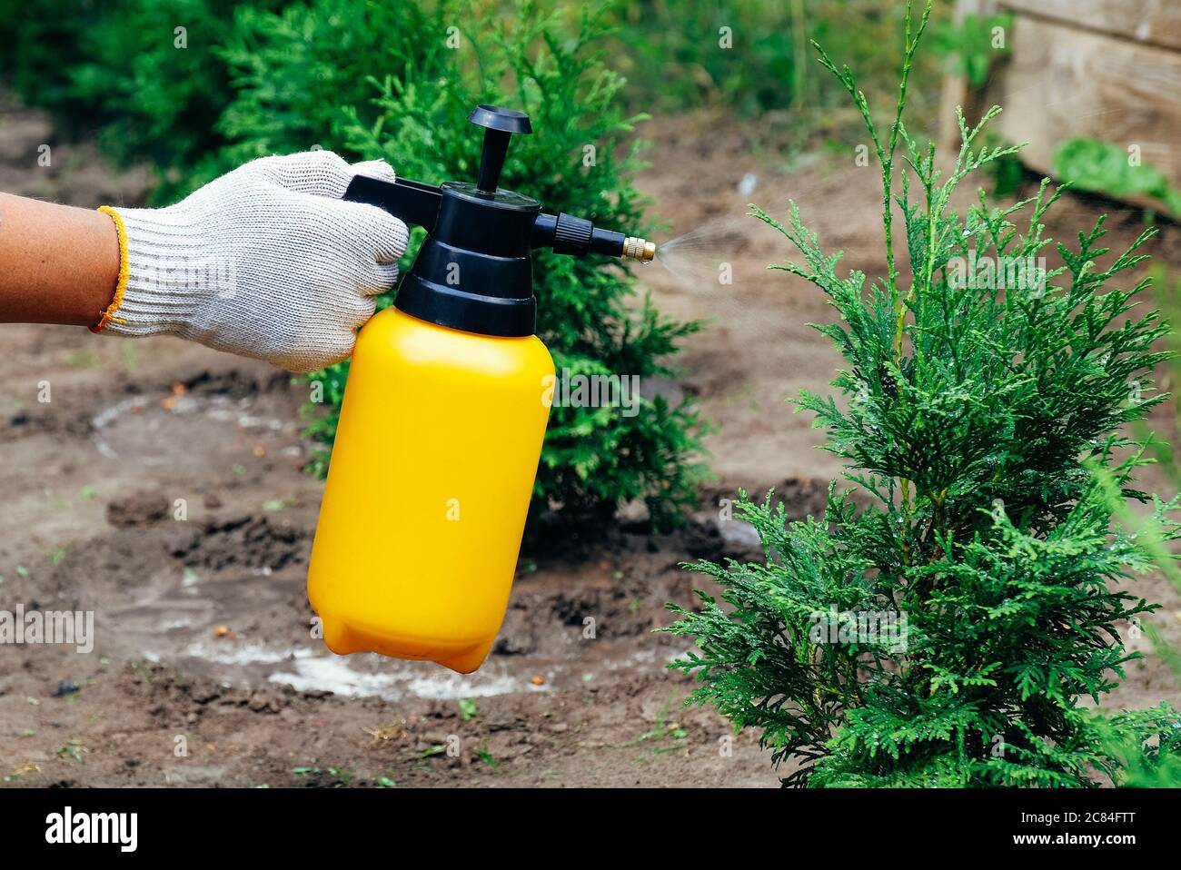 Garden sprayer bottle in female hand sprinkles thuja tree. Insect ...
