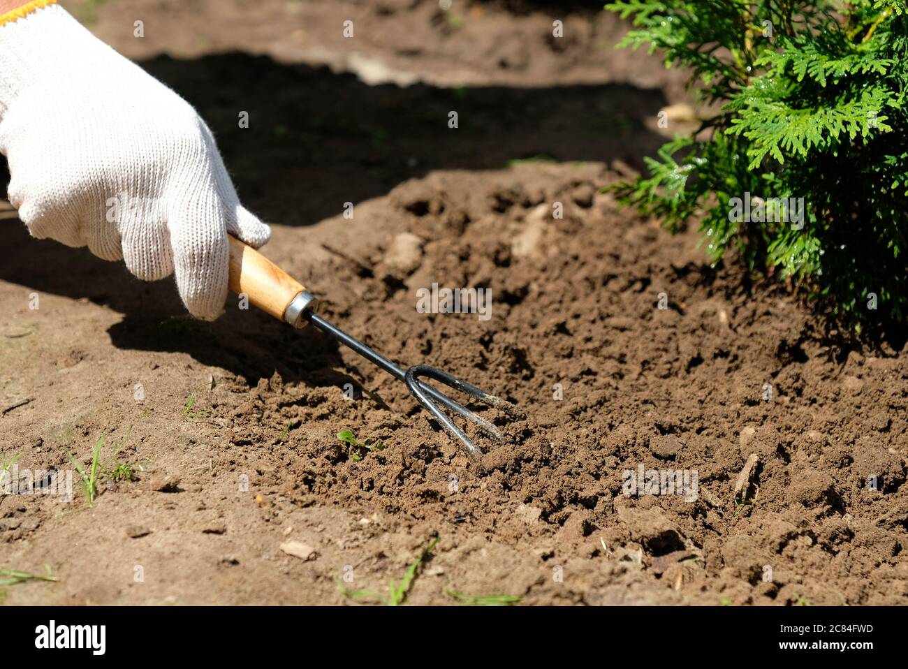 Farmer cultivate soil around thuja tree plant using garden rake Stock ...