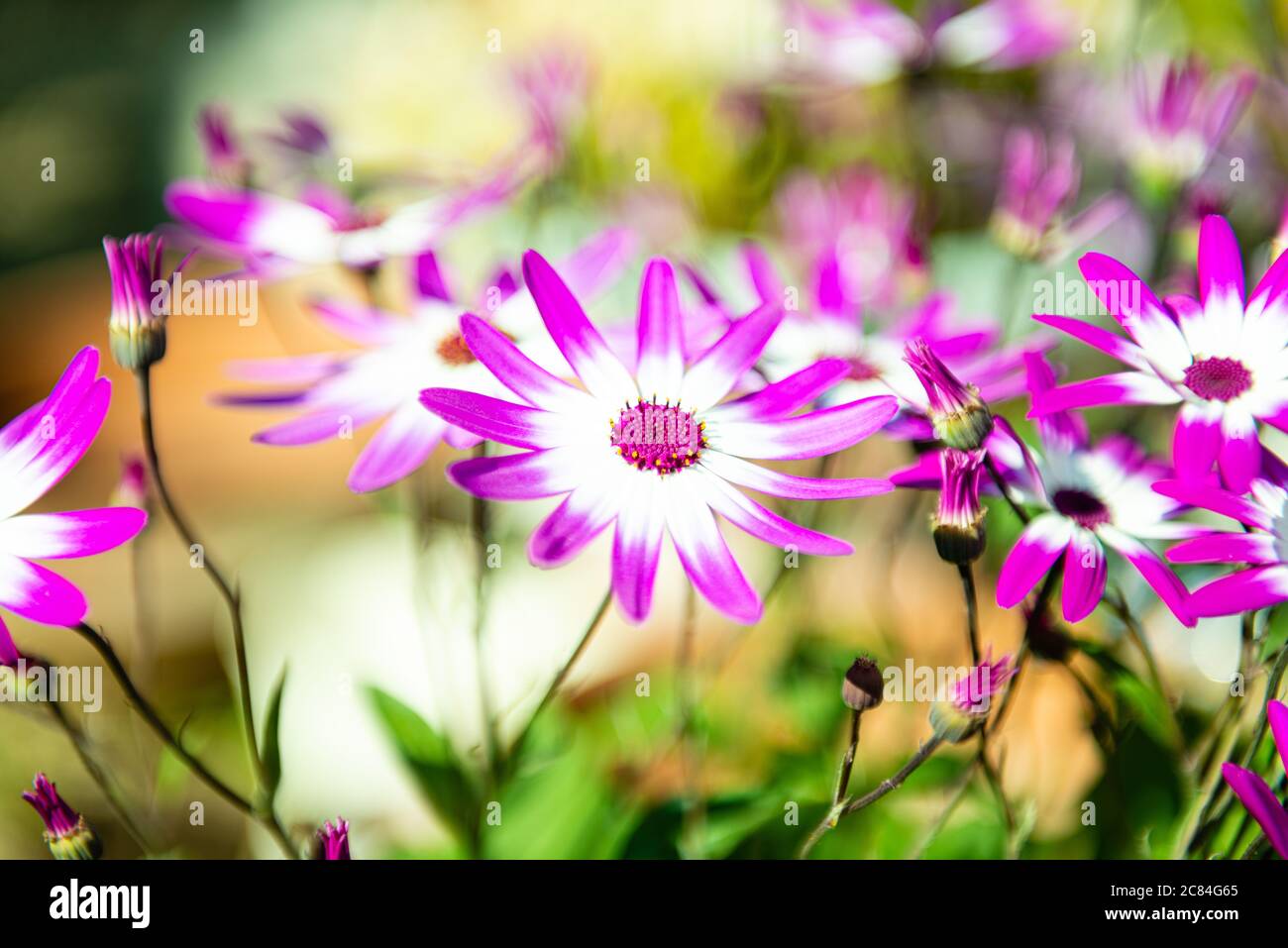 Violet Senetti High Resolution Stock Photography and Images - Alamy