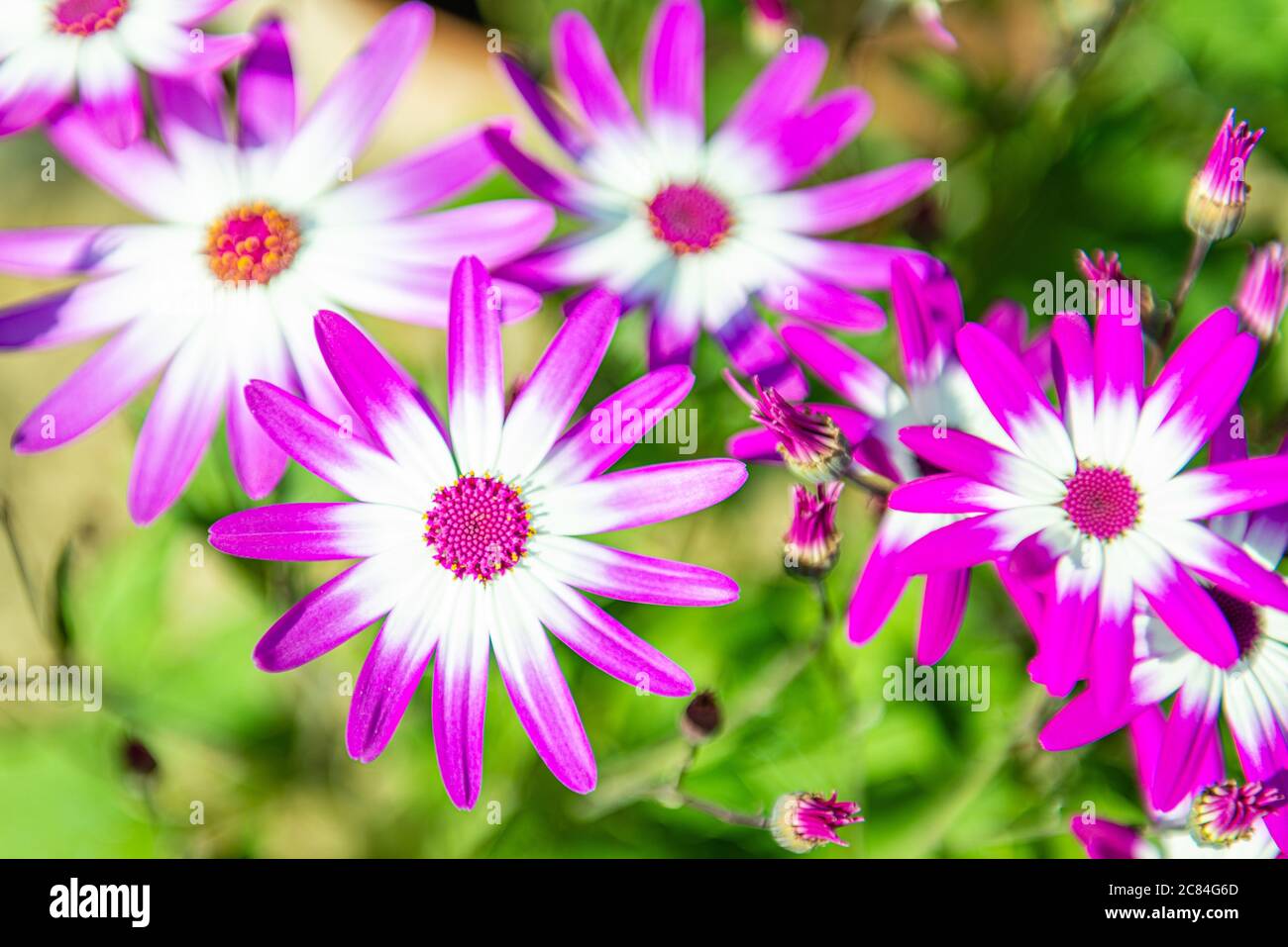 Violet senetti hi-res stock photography and images - Alamy