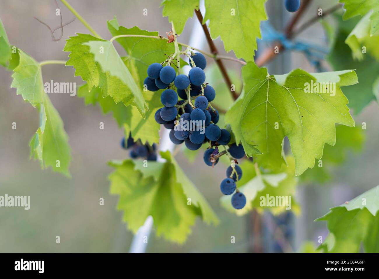 Grap leaf hi-res stock photography and images - Alamy