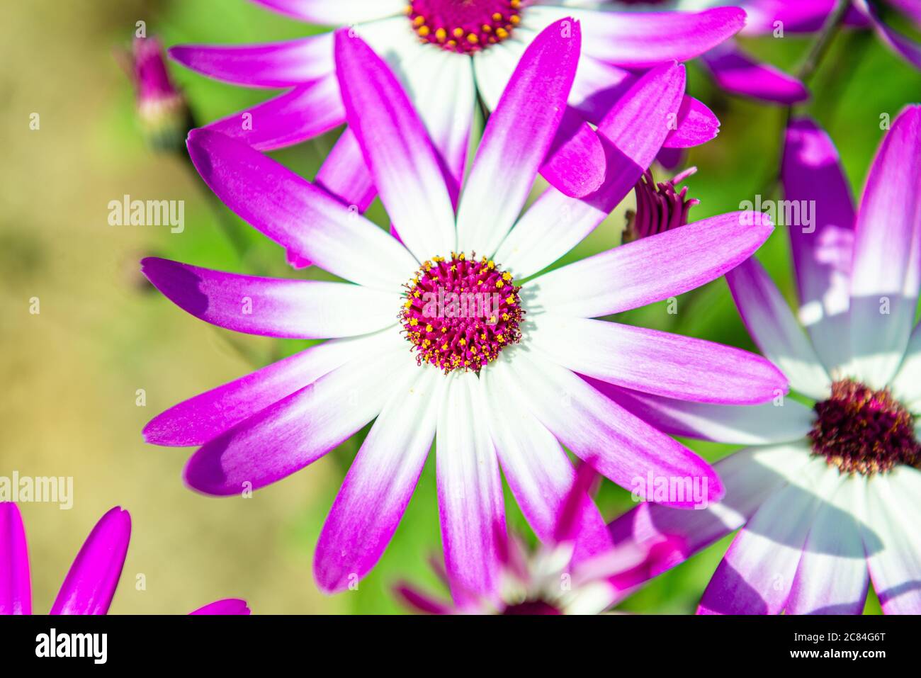 Senetti pink bicolour hi-res stock photography and images - Alamy