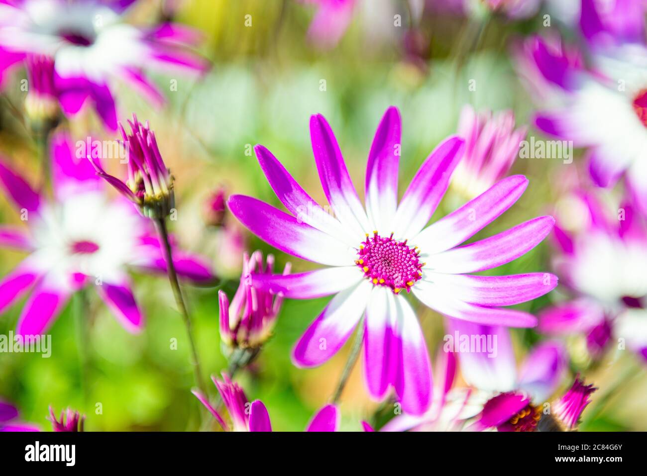 Senetti pink bicolour hi-res stock photography and images - Alamy