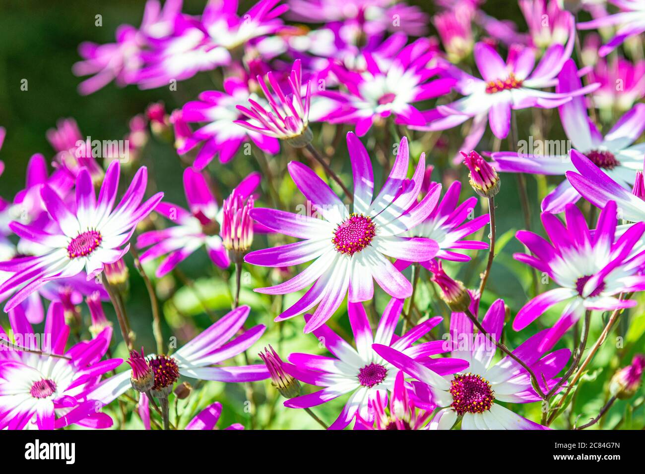 Senetti magenta Bicolour flowers Stock Photo - Alamy
