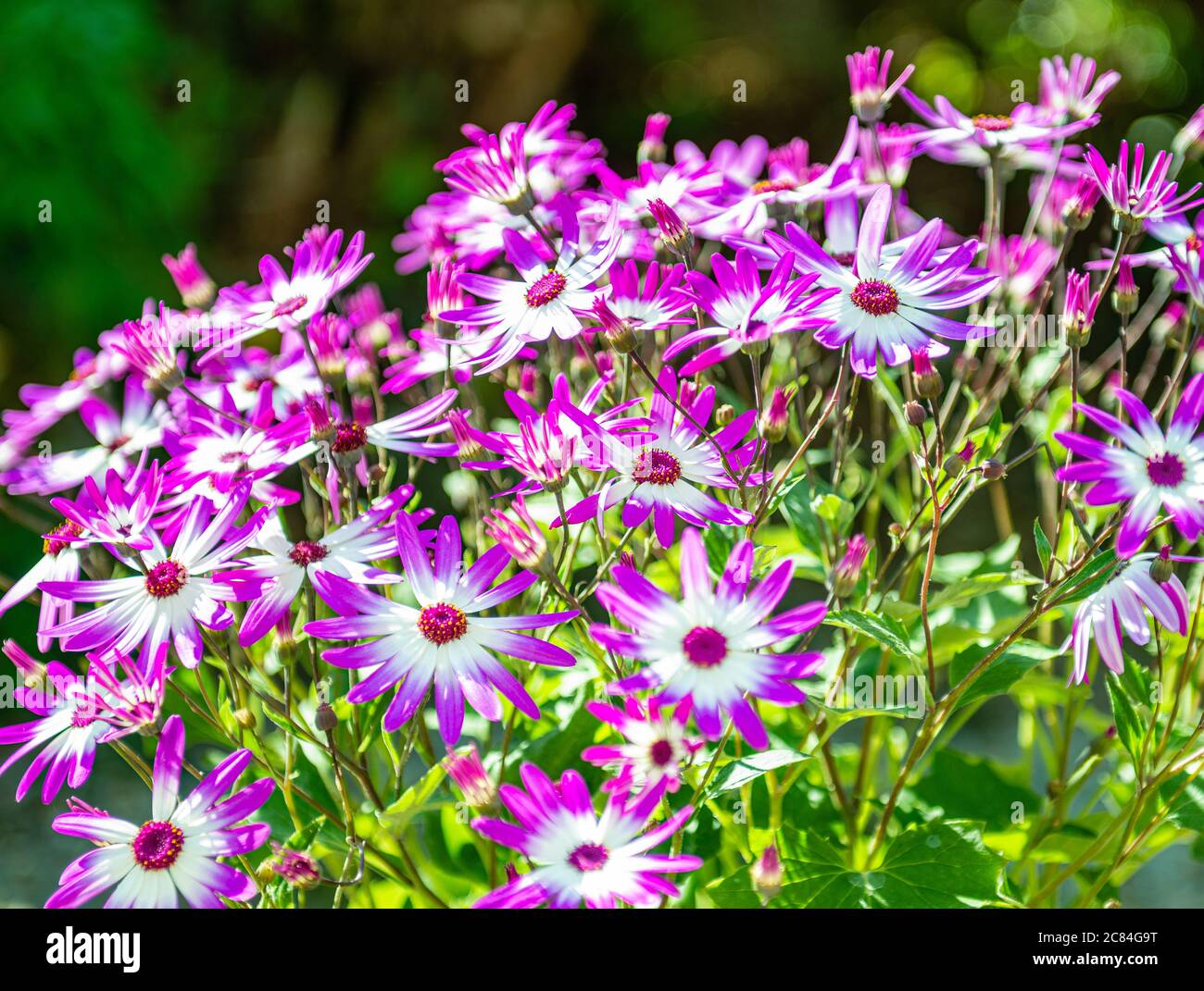 Senetti pink bicolour hi-res stock photography and images - Alamy