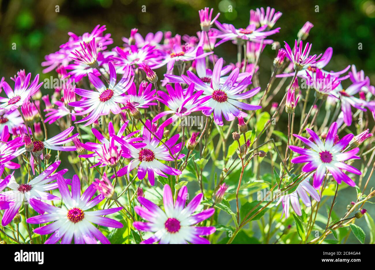 Senetti pink bicolour hi-res stock photography and images - Alamy