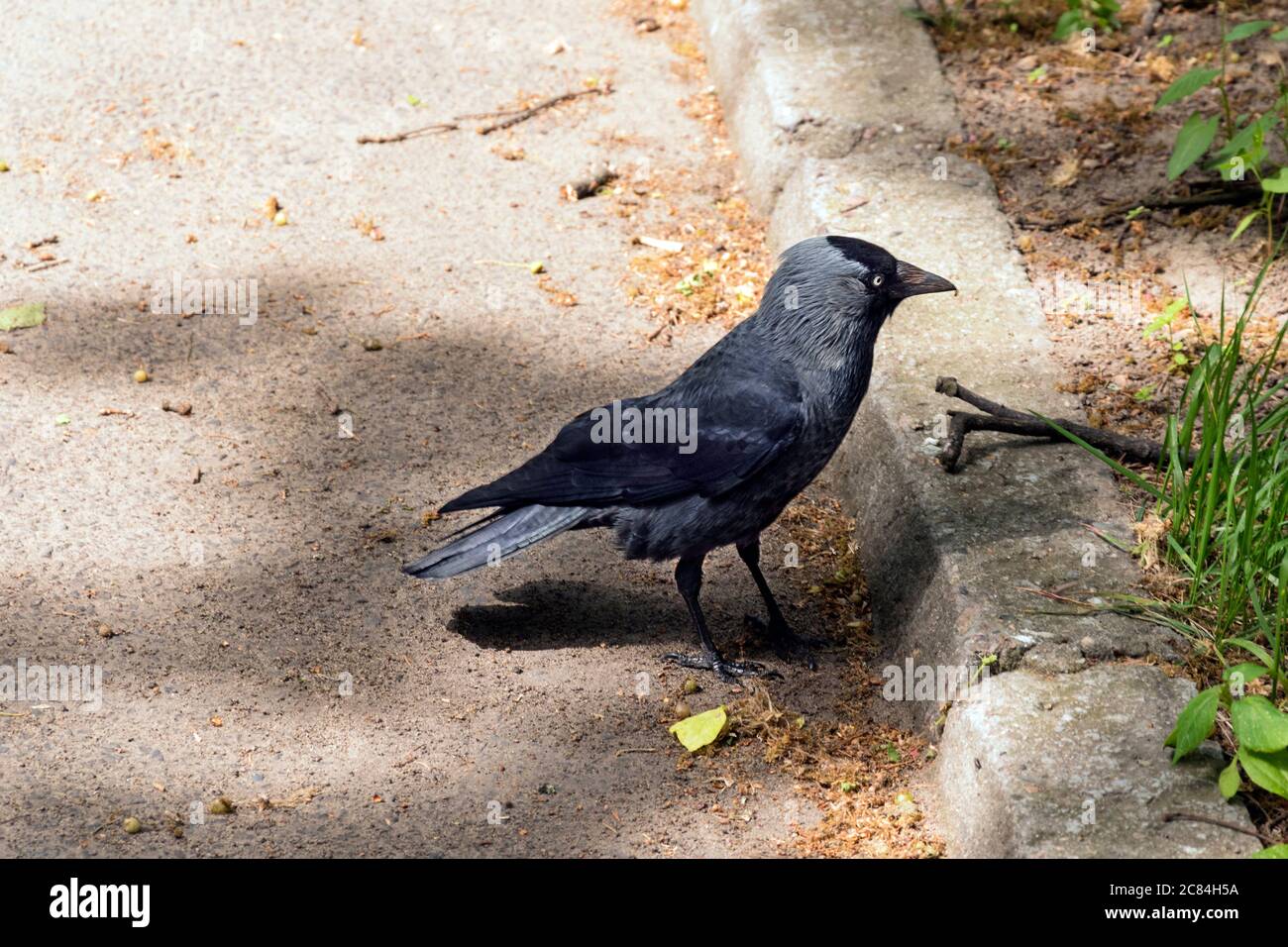 Crow near walkway photo. Profile of calm raven on pathway. Wildlife of ...