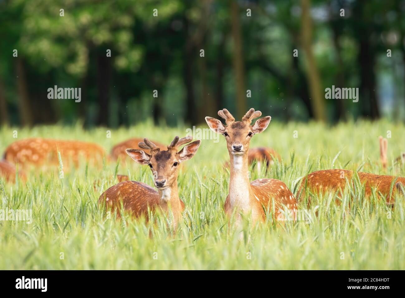 Fallow land plant hi-res stock photography and images - Alamy