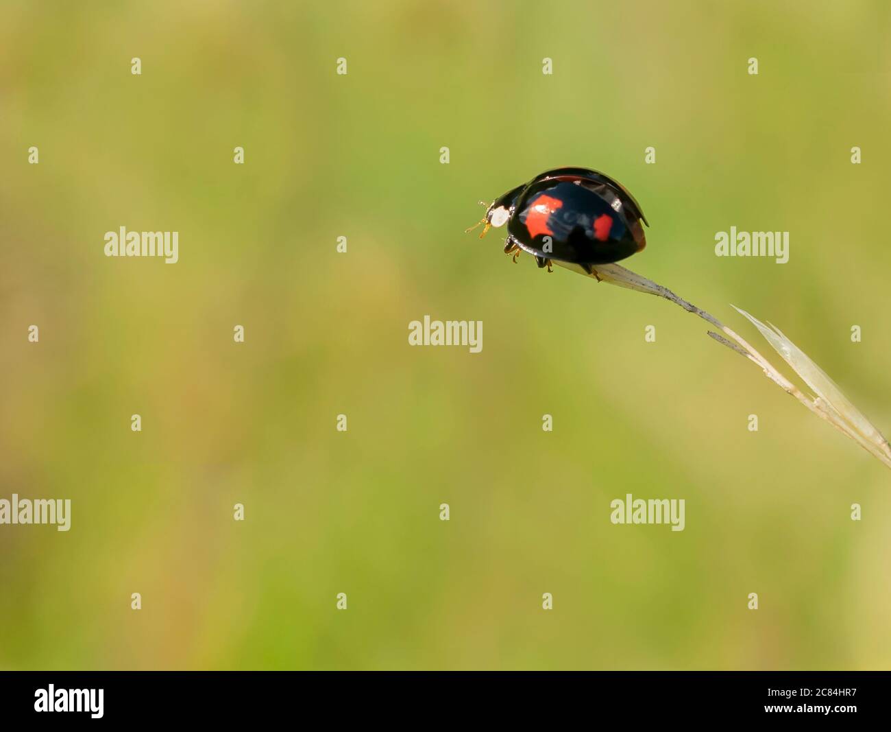 Pine Ladybird (Exochomus quadripustulatus), Warwickshire Stock Photo ...