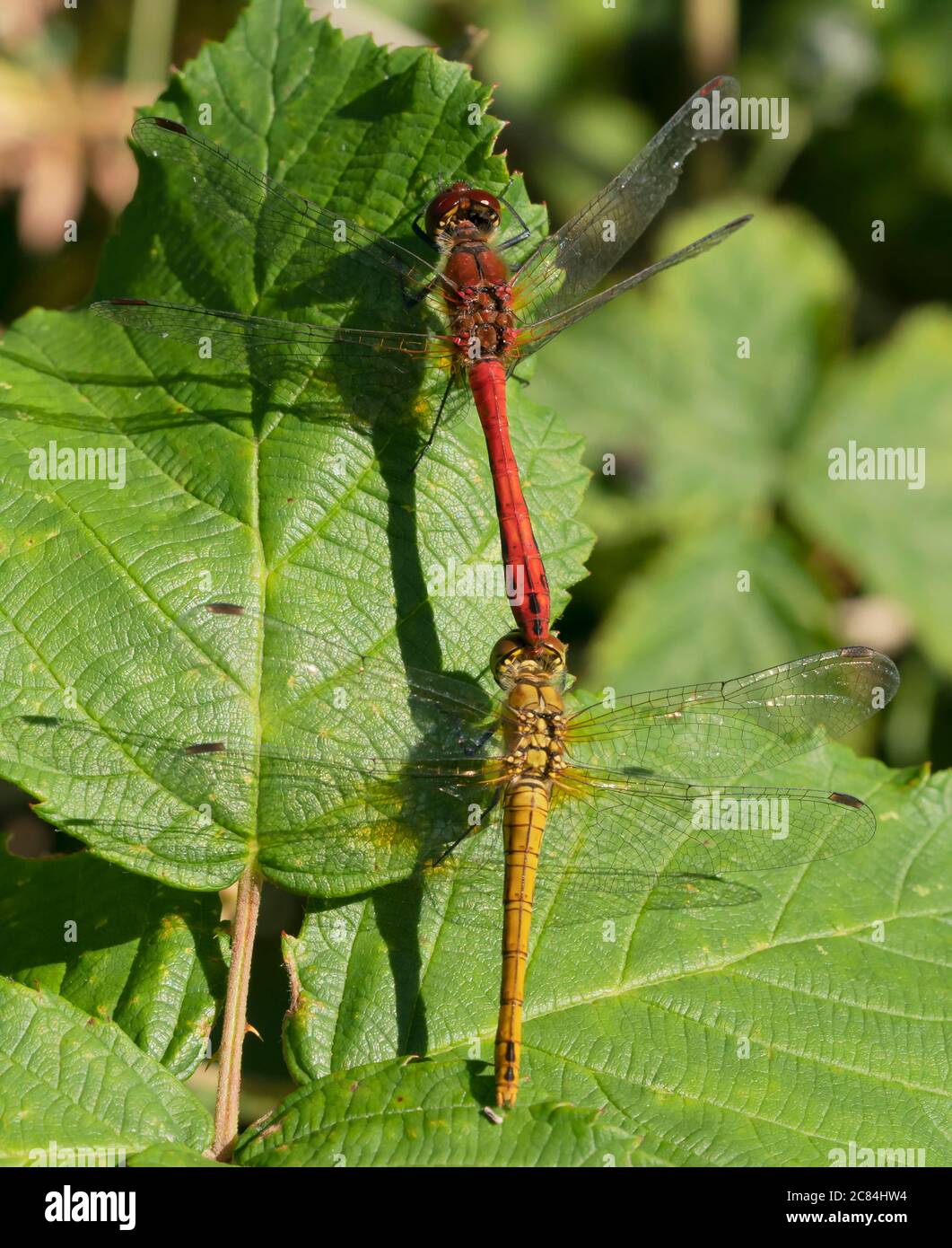 A male & female Ruddy Darter dragonfly (Sympetrum sanguineum) in tandem ...