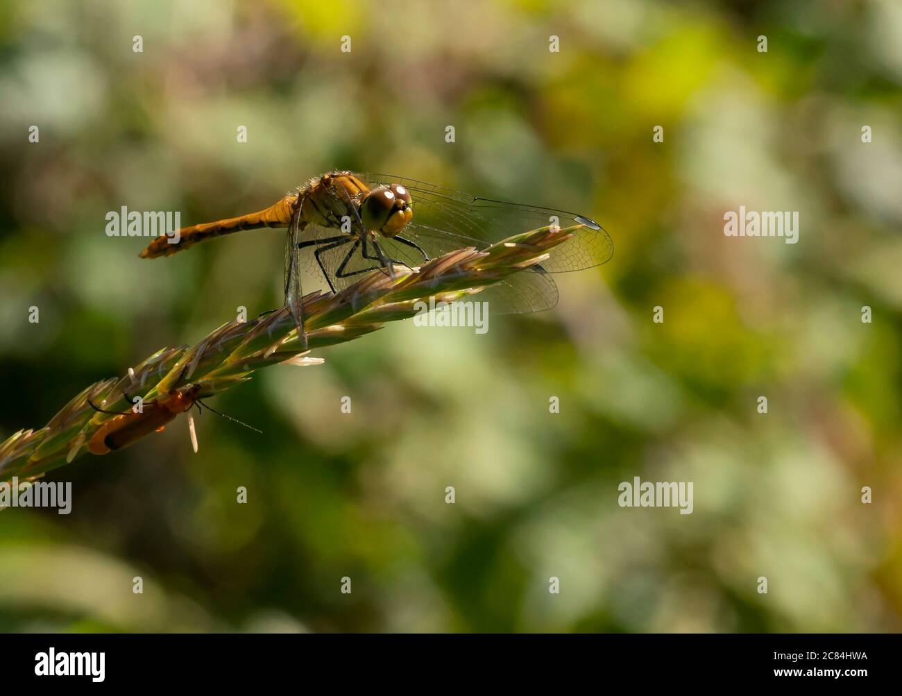 A female Ruddy Darter dragonfly (Sympetrum sanguineum) with a Red ...