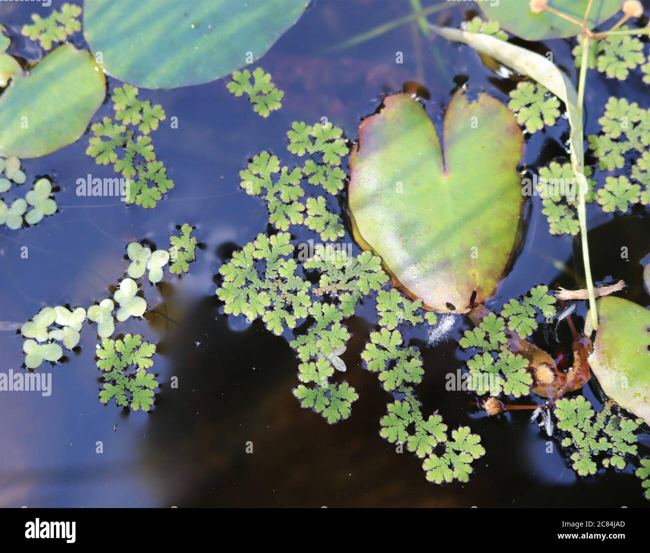 AZOLLA a genus of seven species of tiny acquatic ferns. Highly invasive ...