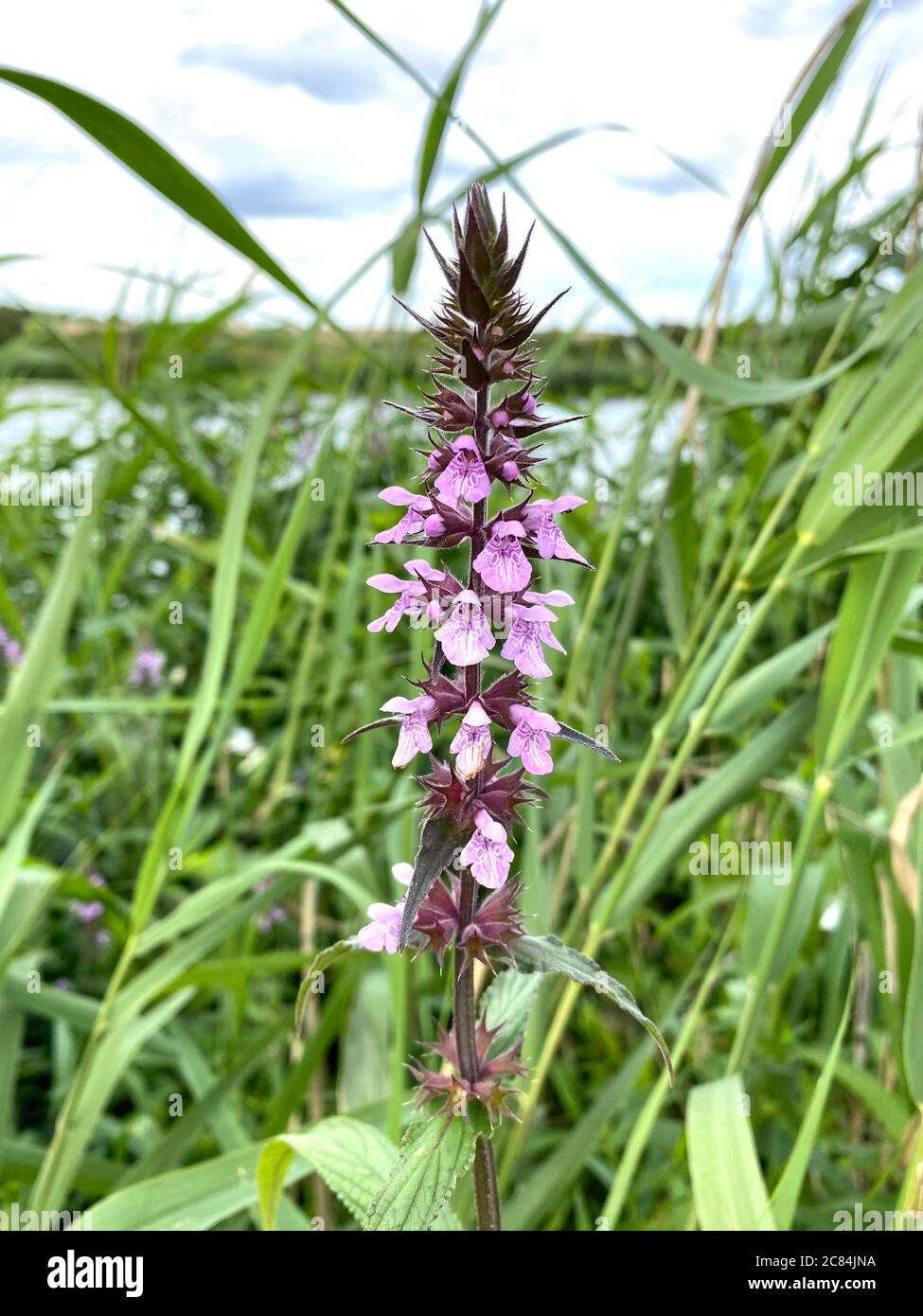 MARSH WOUNDWORT Stachys paulustris. Photo: Tony Gale Stock Photo - Alamy