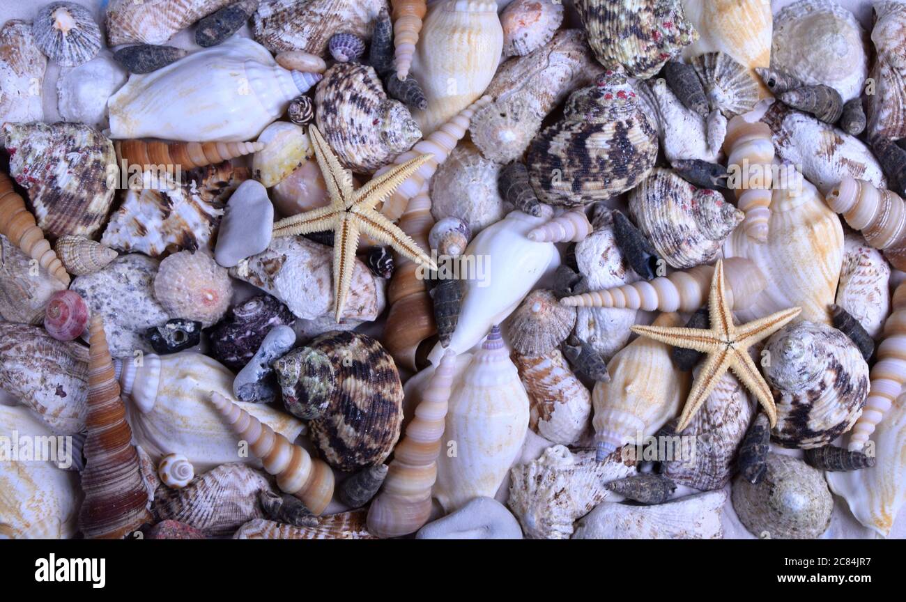 mix of seashells on sand and blue background Stock Photo - Alamy