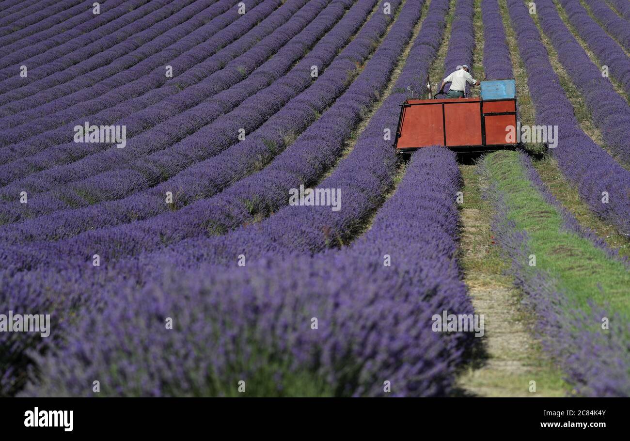 A tractor makes it's way along a row of lavender as it is harvested on ...