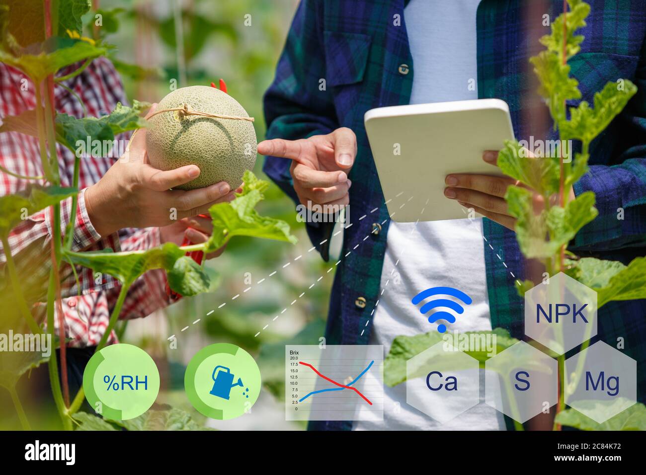 Smart farm, Farmer using tablet computer control agricultural system in ...
