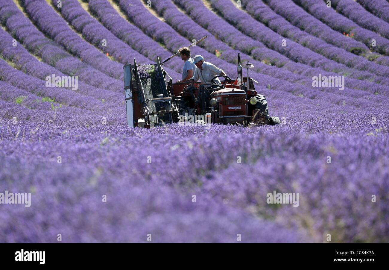 Lavender newsandroyalty24thjuly2020 ampics hi-res stock photography and ...
