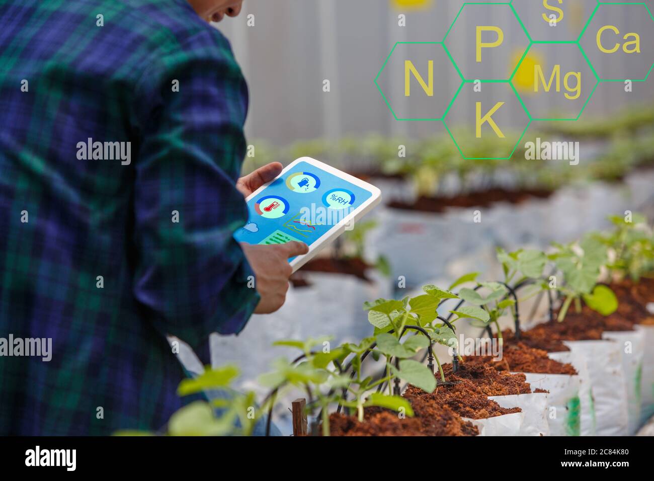 Smart farm, Farmer using tablet computer control the drip Irrigation ...