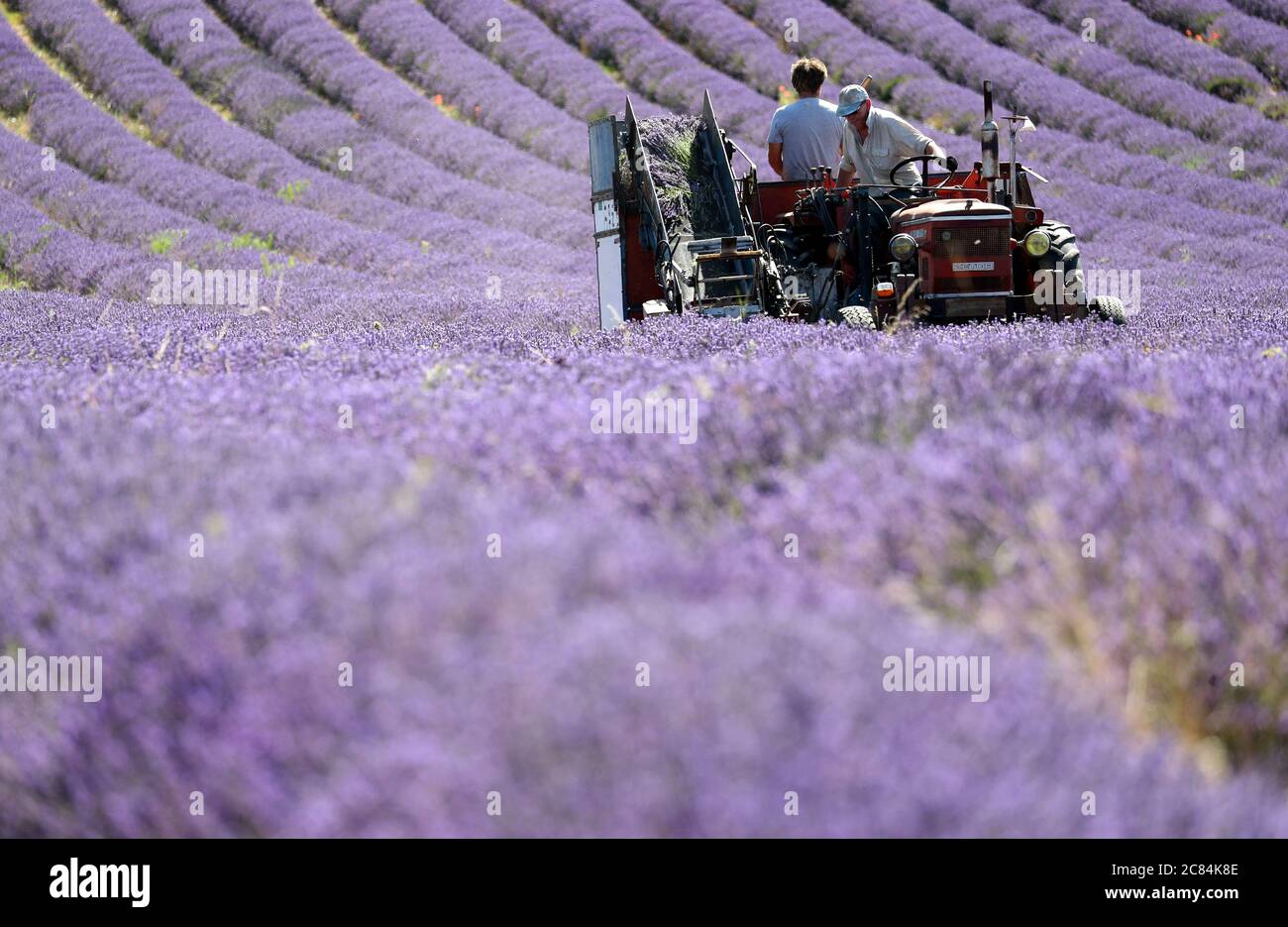 A tractor makes it's way along a row of lavender as it is harvested on ...