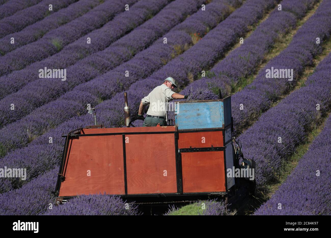 A tractor makes it's way along a row of lavender as it is harvested on ...