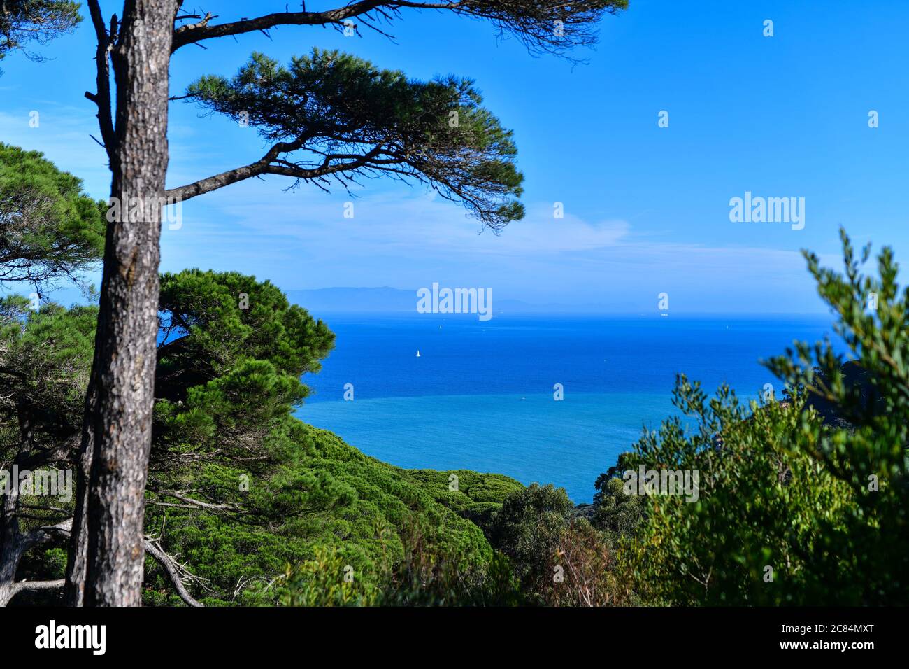 Morocco: the Strait of Gibraltar viewed through stone pines on the ...