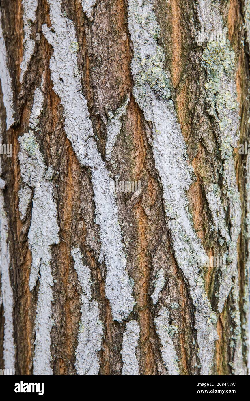 Inside a rotten tree hi-res stock photography and images - Alamy