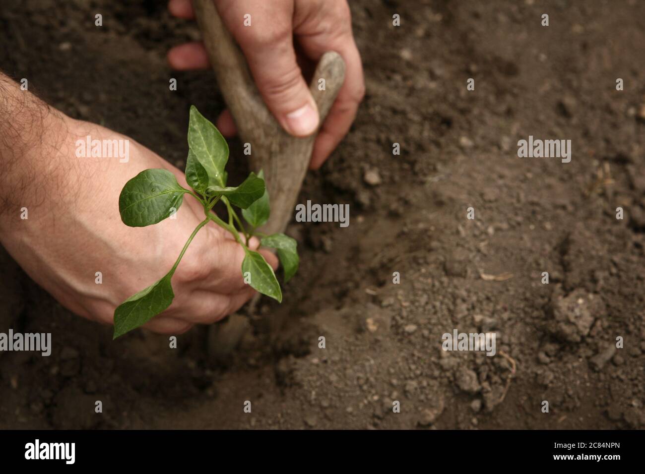 Paprika seedling hi-res stock photography and images - Alamy