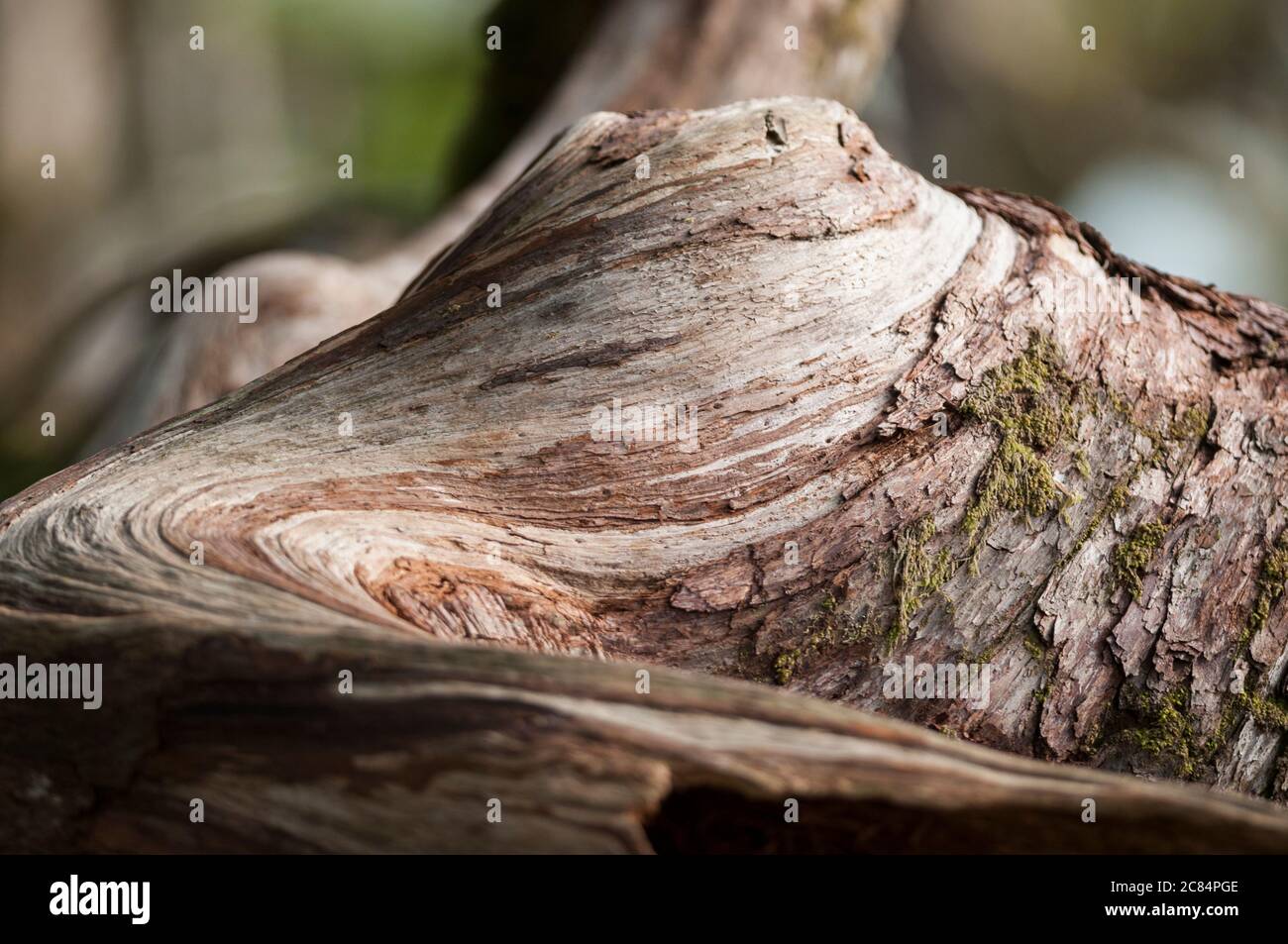 Tree branch texture hi-res stock photography and images - Alamy