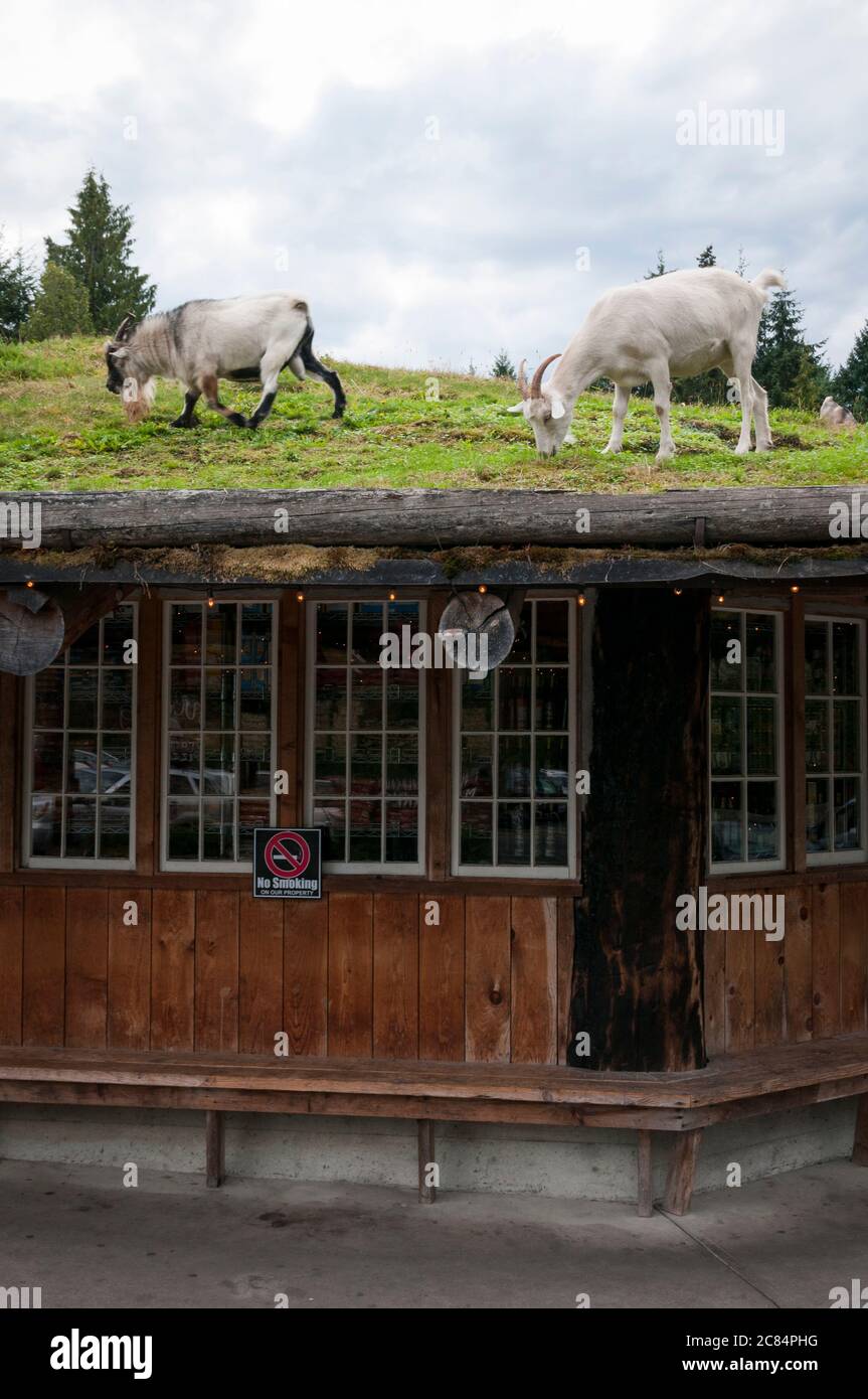 Goats on a Roof at Coombs Old Country Market, Vancouver Island, British ...