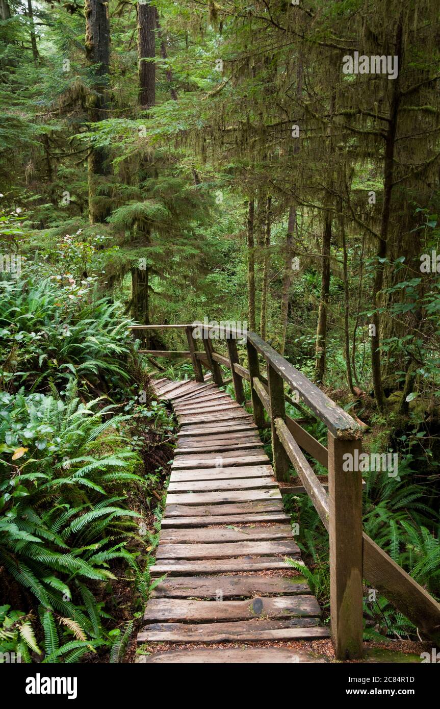 Loop B of the Rainforest Trail in Pacific Rim National Park, Vancouver ...