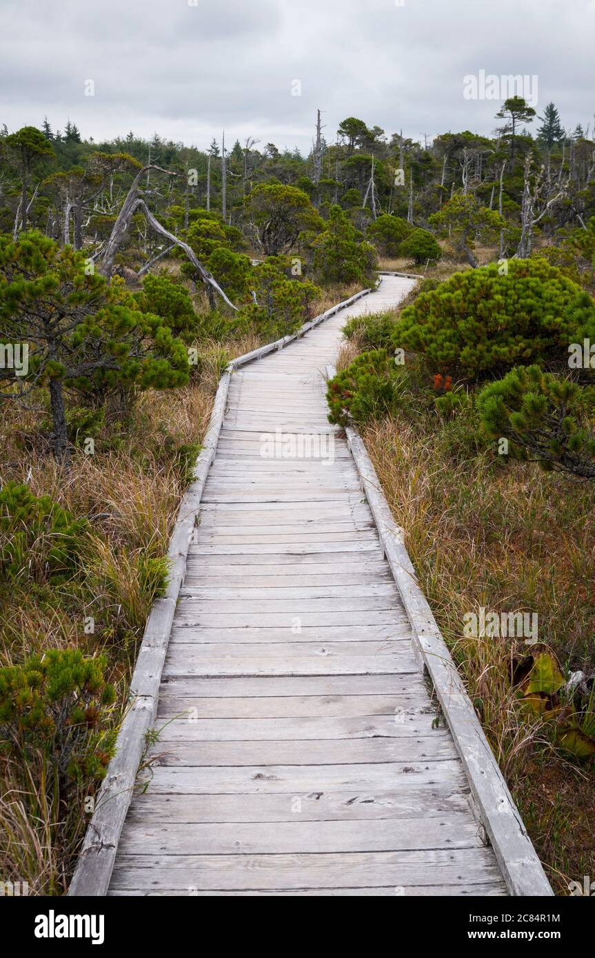 The Bog Walk, Pacific Rim National Park, Vancouver Island, British ...
