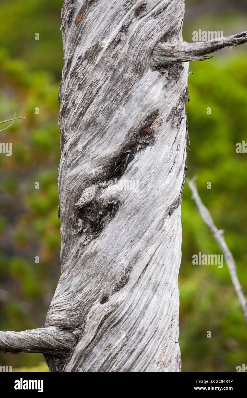 The Bog Walk, Pacific Rim National Park, Vancouver Island, British ...