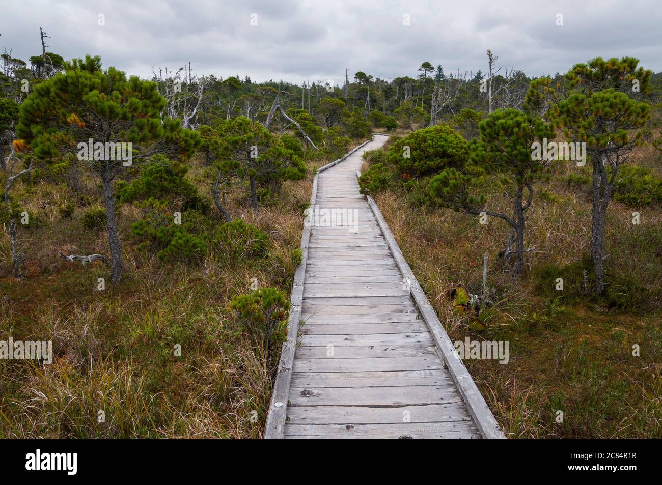 The Bog Walk, Pacific Rim National Park, Vancouver Island, British ...