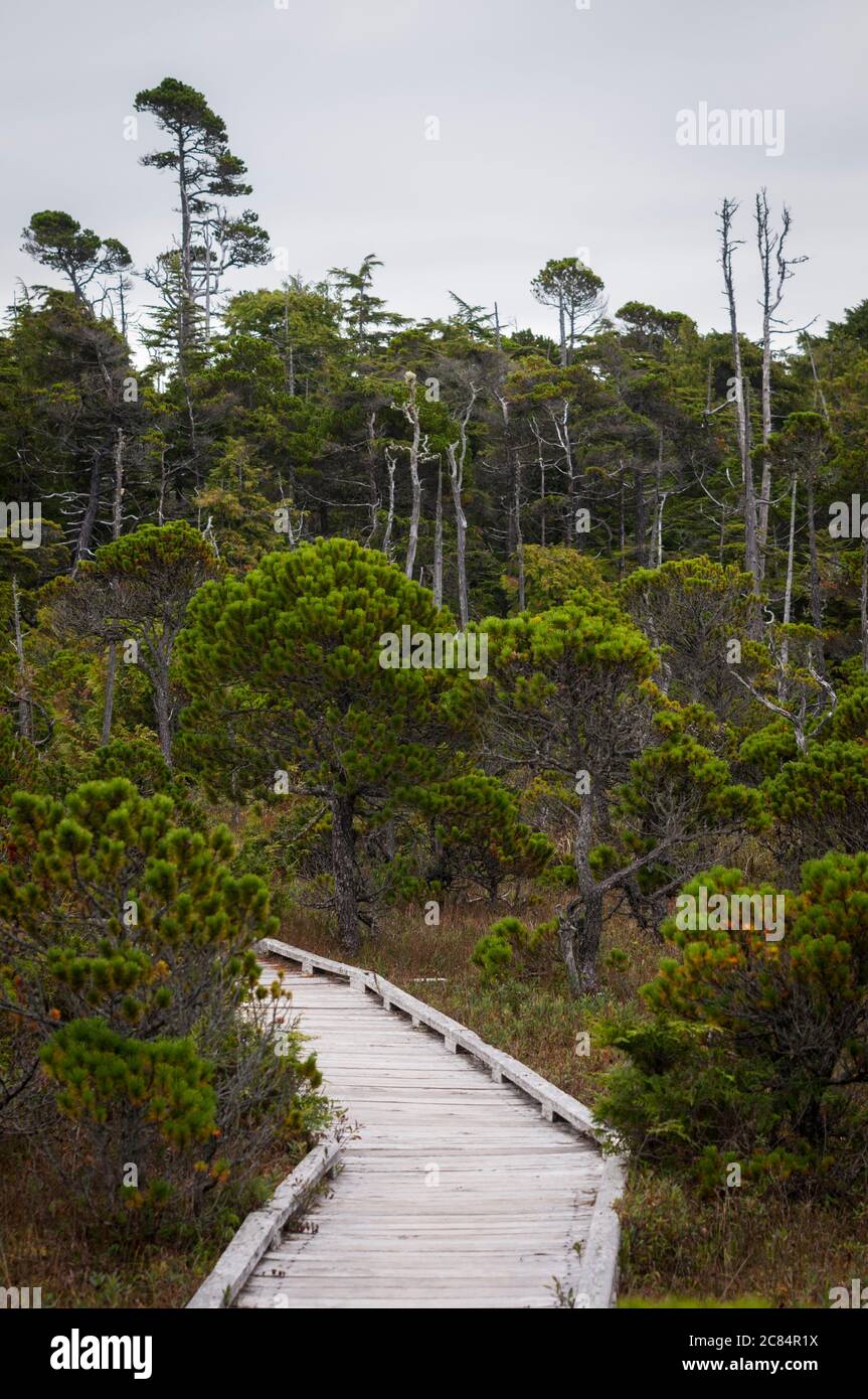 The Bog Walk, Pacific Rim National Park, Vancouver Island, British ...
