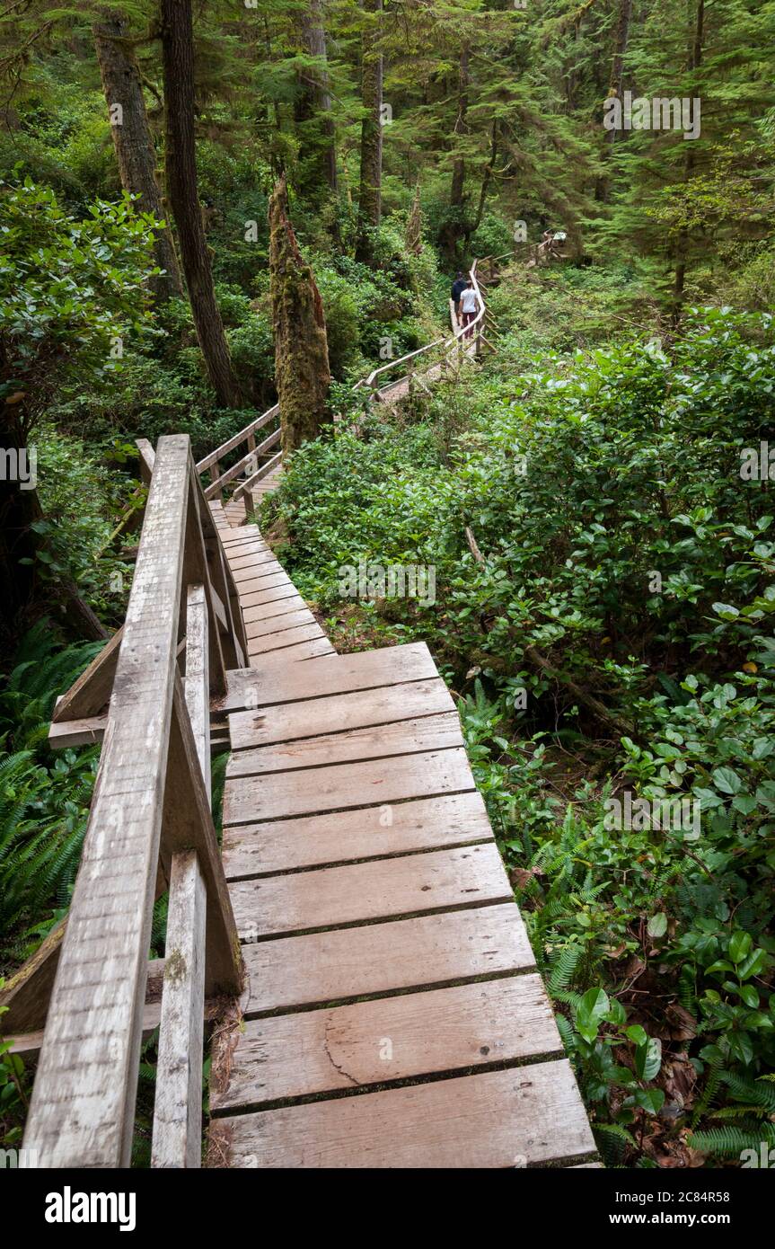 Loop B of the Rainforest Trail in Pacific Rim National Park, Vancouver ...