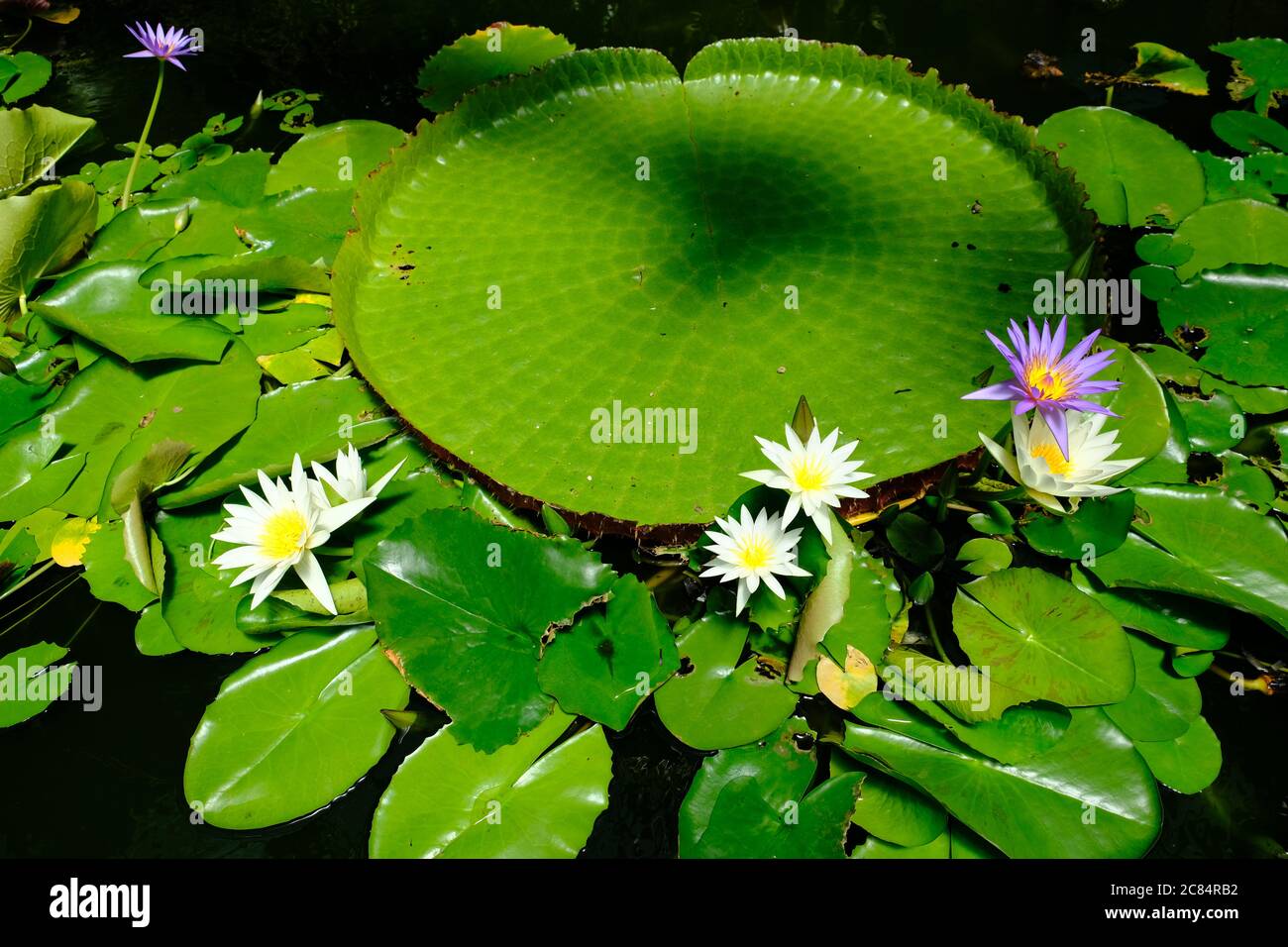 Nymphaeaceae 30 Water Lilies (Nymphaeaceae) Ideas | Water Lilies,