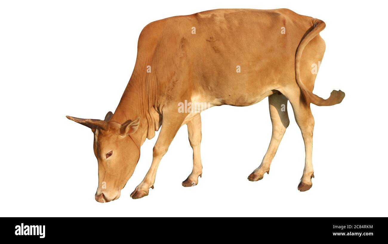 White face angus cattle cow Cut Out Stock Images & Pictures - Alamy