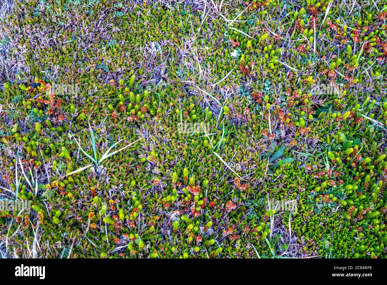 Natural lichened ground texture in Ireland Stock Photo - Alamy