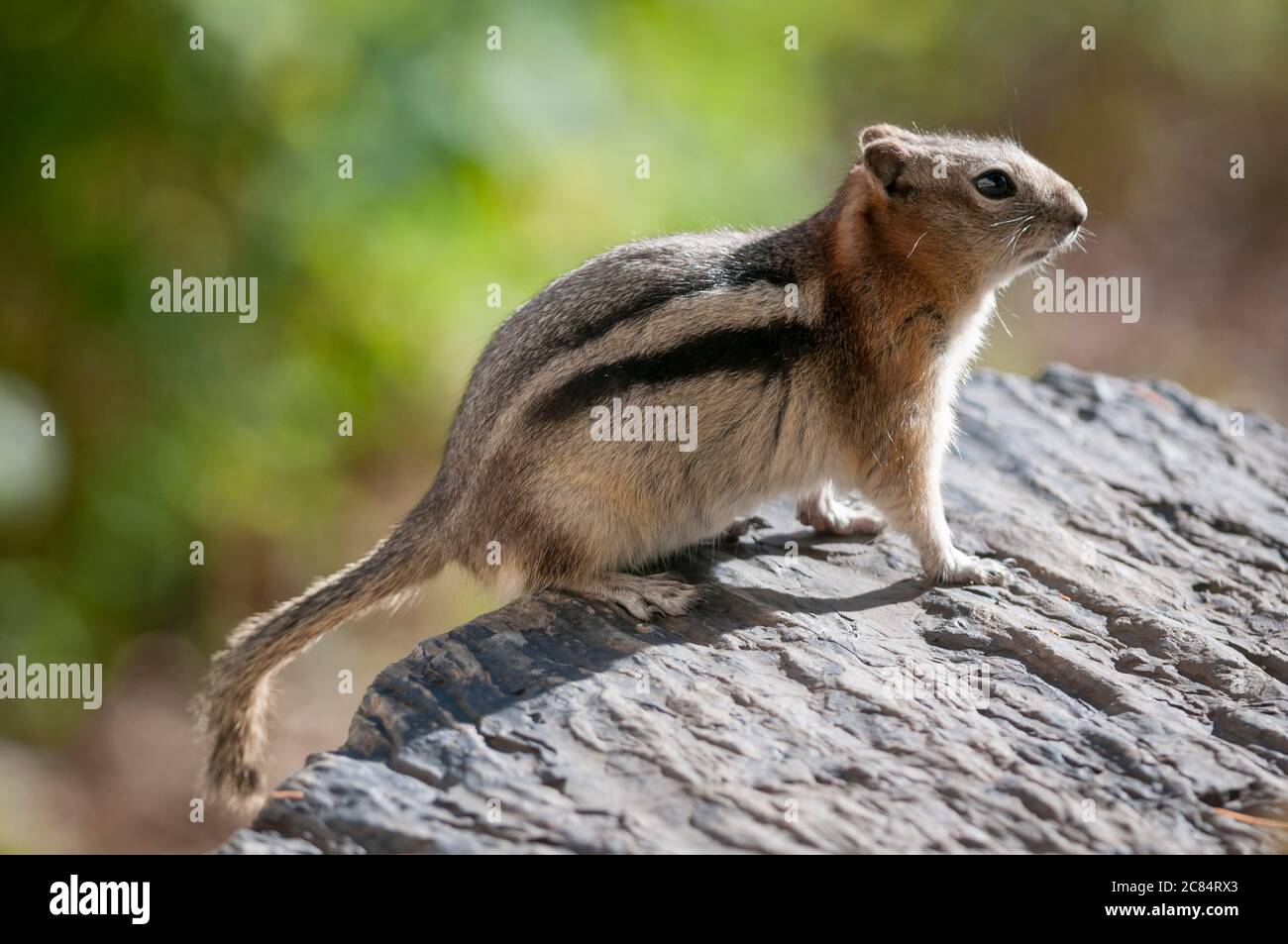 Golden mantled ground squirrel (Callospermophilus lateralis), Lake ...