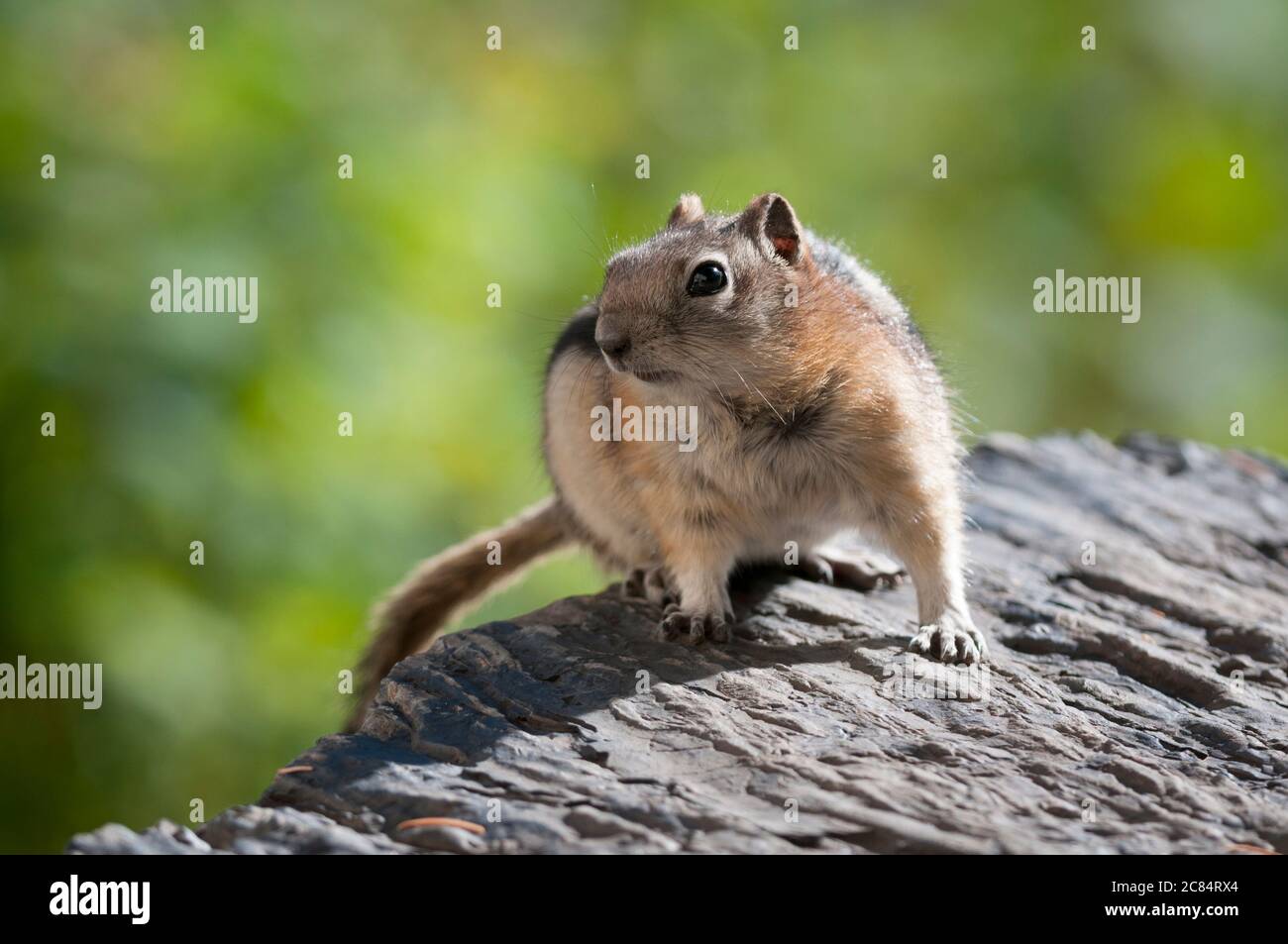 Golden mantled ground squirrel (Callospermophilus lateralis), Lake ...
