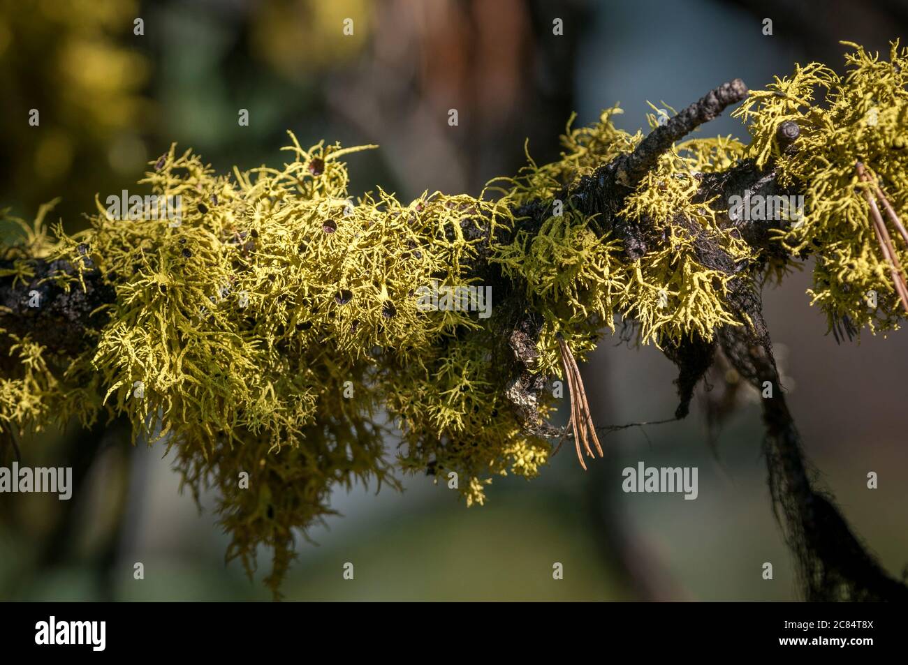 Fruticose lichens lichen hi-res stock photography and images - Alamy