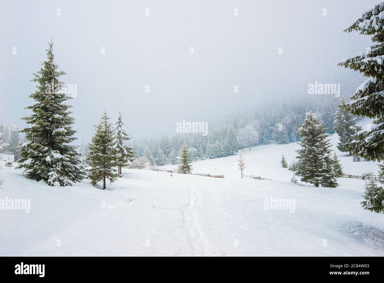 Bewitching stern panorama of tall fir trees covered with snow grow in ...