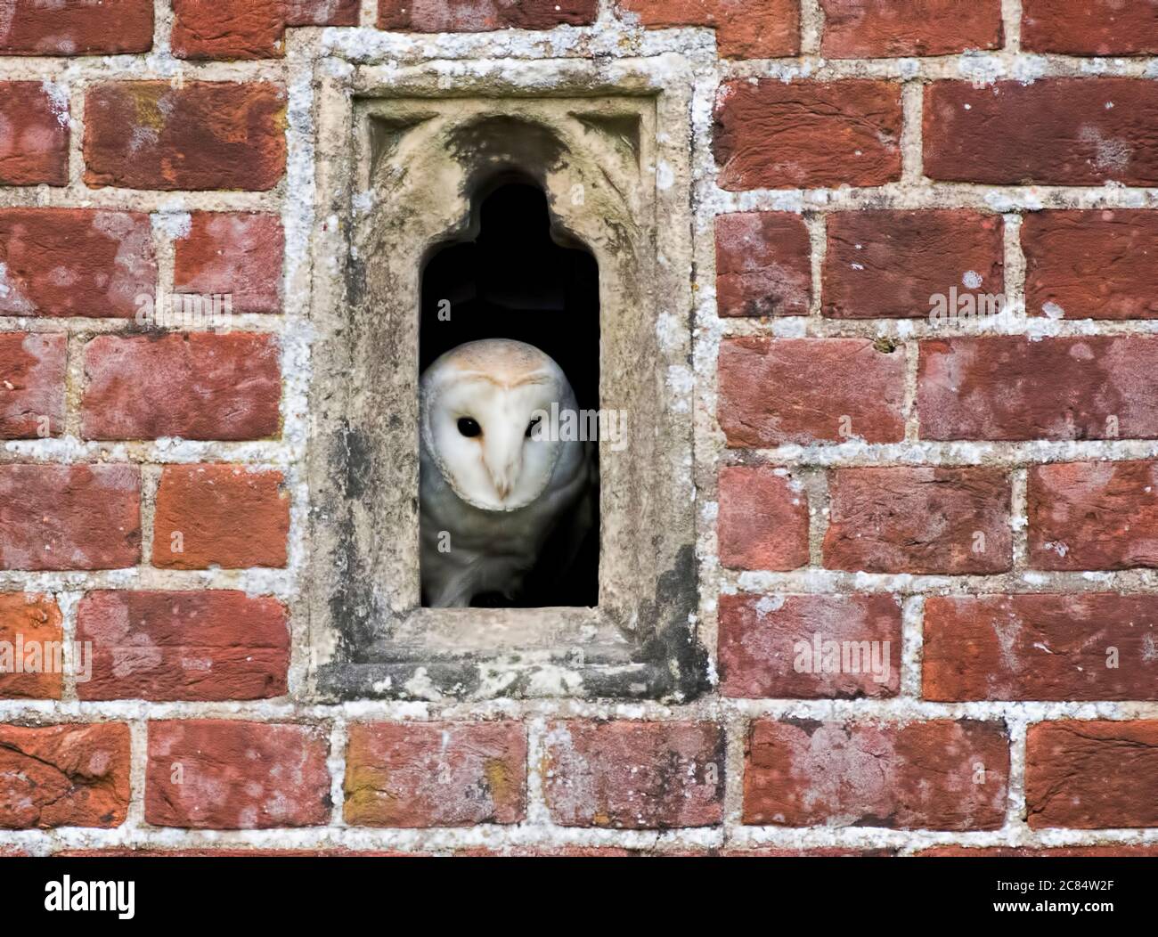 Barney the owl hi-res stock photography and images - Alamy