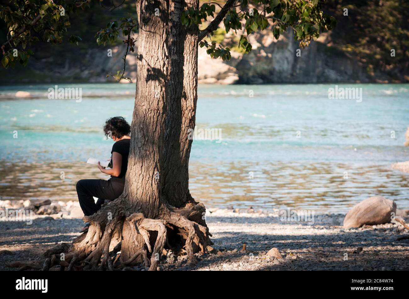 A young woman sits on tree roots reading by Bow River, Banff, Alberta ...