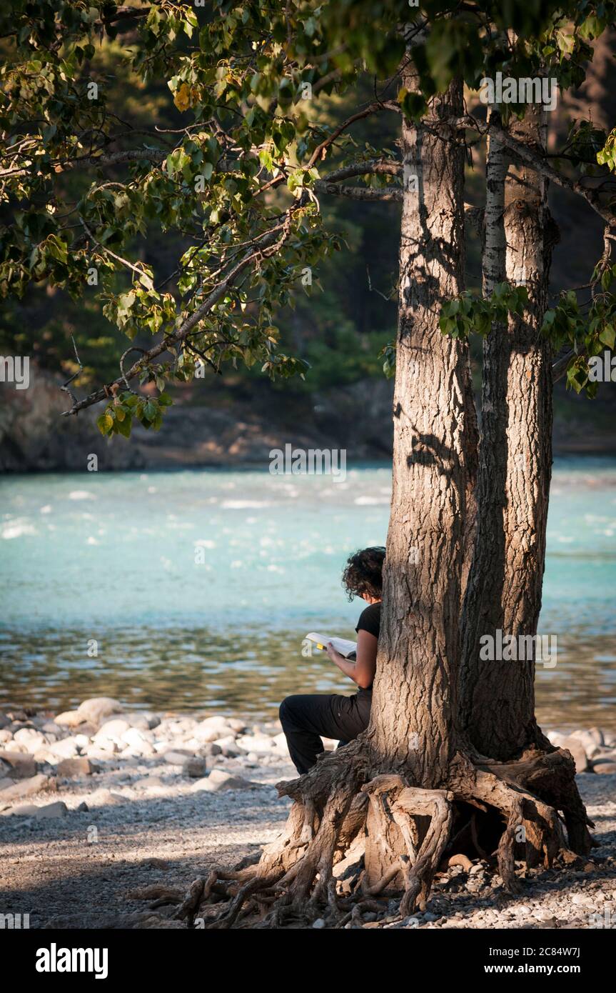 A young woman sits on tree roots reading by Bow River, Banff, Alberta ...