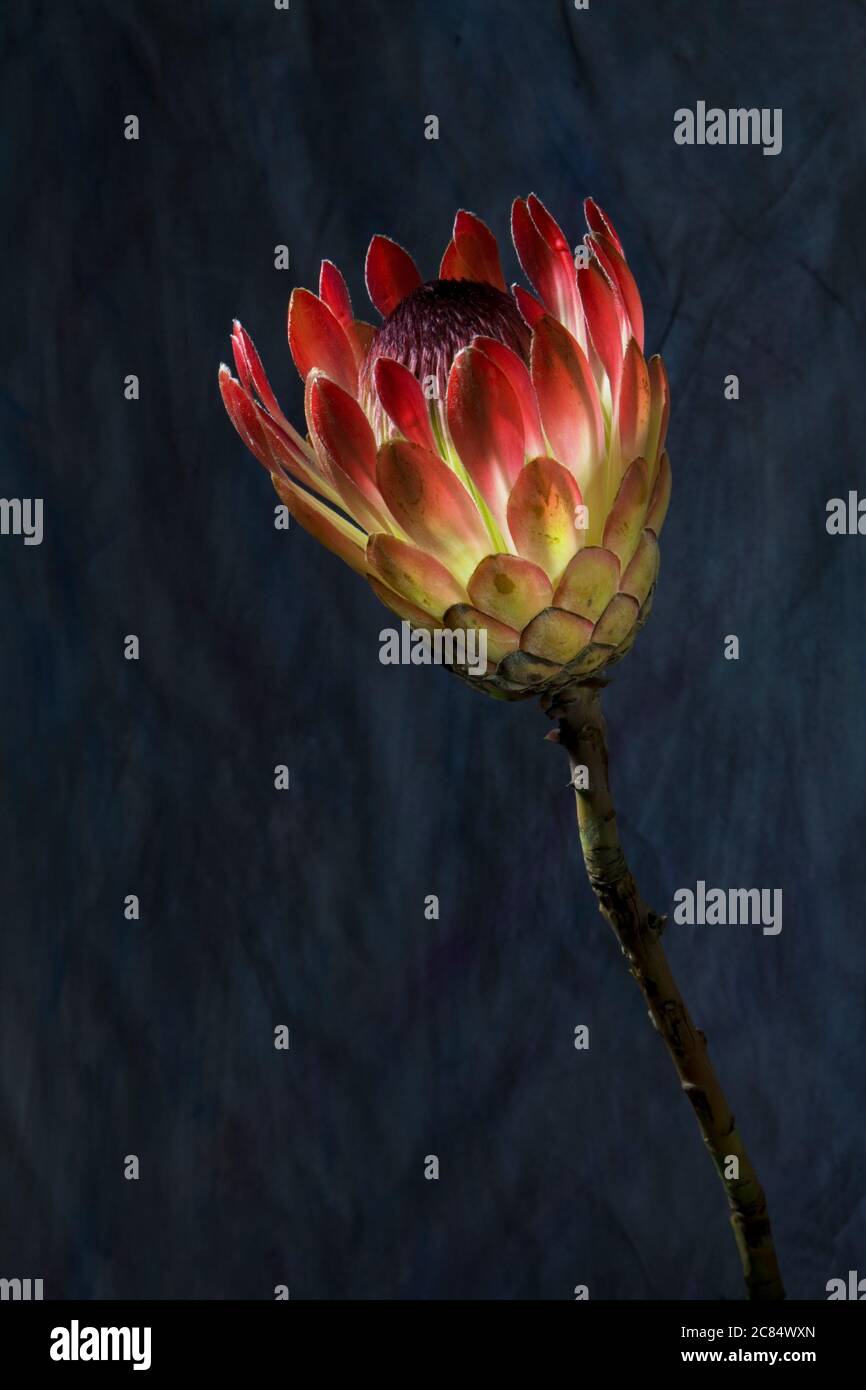 Queen protea hi-res stock photography and images - Alamy
