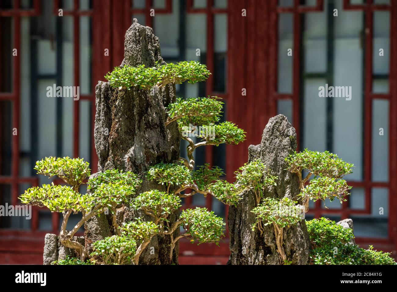 Bonsai trees on a rock against red chinese window in Chengdu, Sichuan ...
