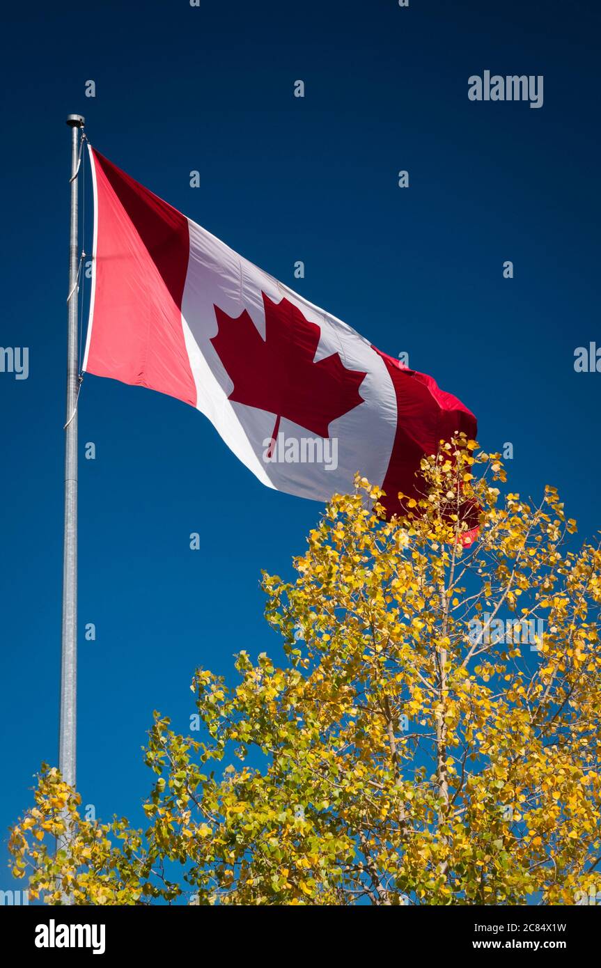 Canadian maple trees hi-res stock photography and images - Alamy