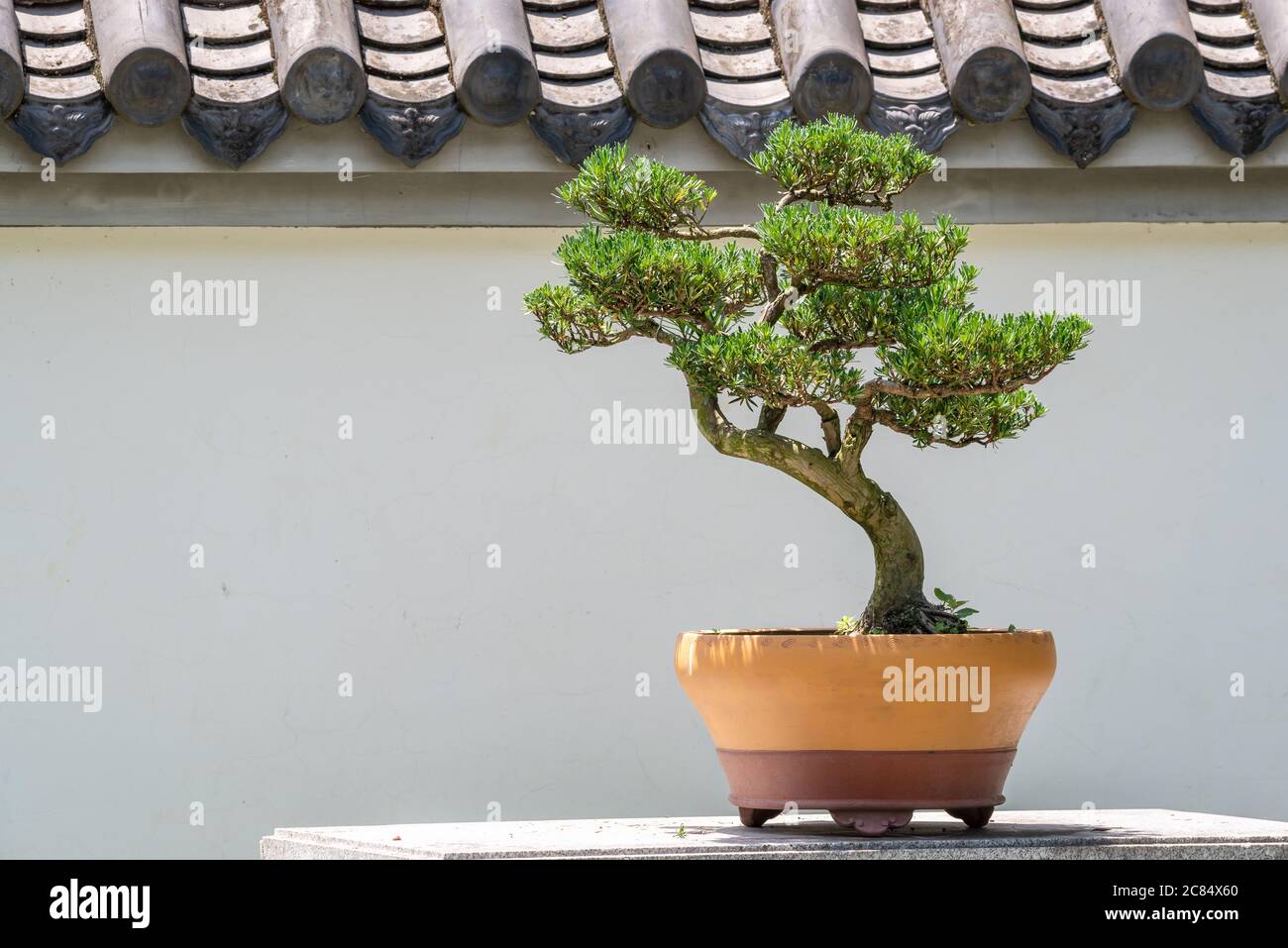 Bonsai tree in a pot against white wall in Chengdu, Sichuan province ...
